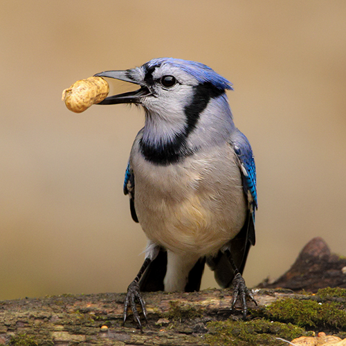 Jays– Pick of the Birds