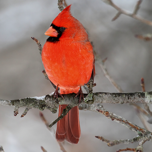 Cardinals– Pick of the Birds