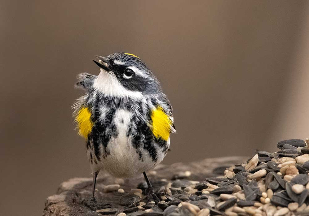 Pick of the Birds | SHOP ONLINE